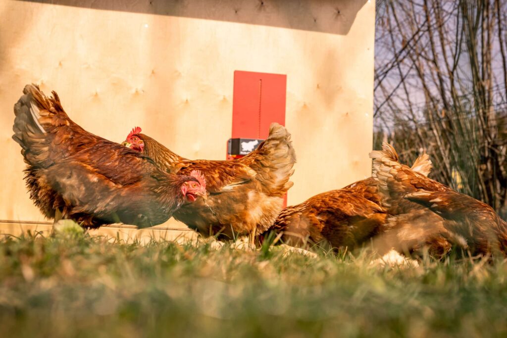 Flock Integration: How to Add New Chickens Successfully - RUN-CHICKEN